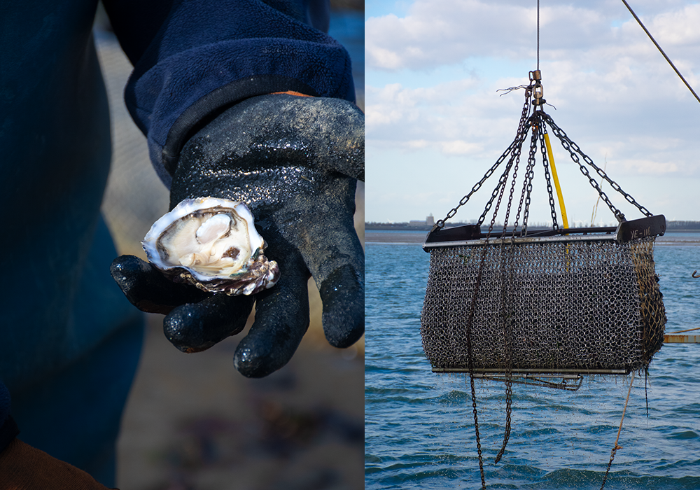 Ziltig Zeeland: mosselen en oesters plukken aan de bron